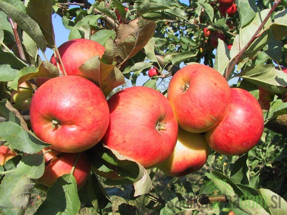 Jablana Elstar | Sadika na dom