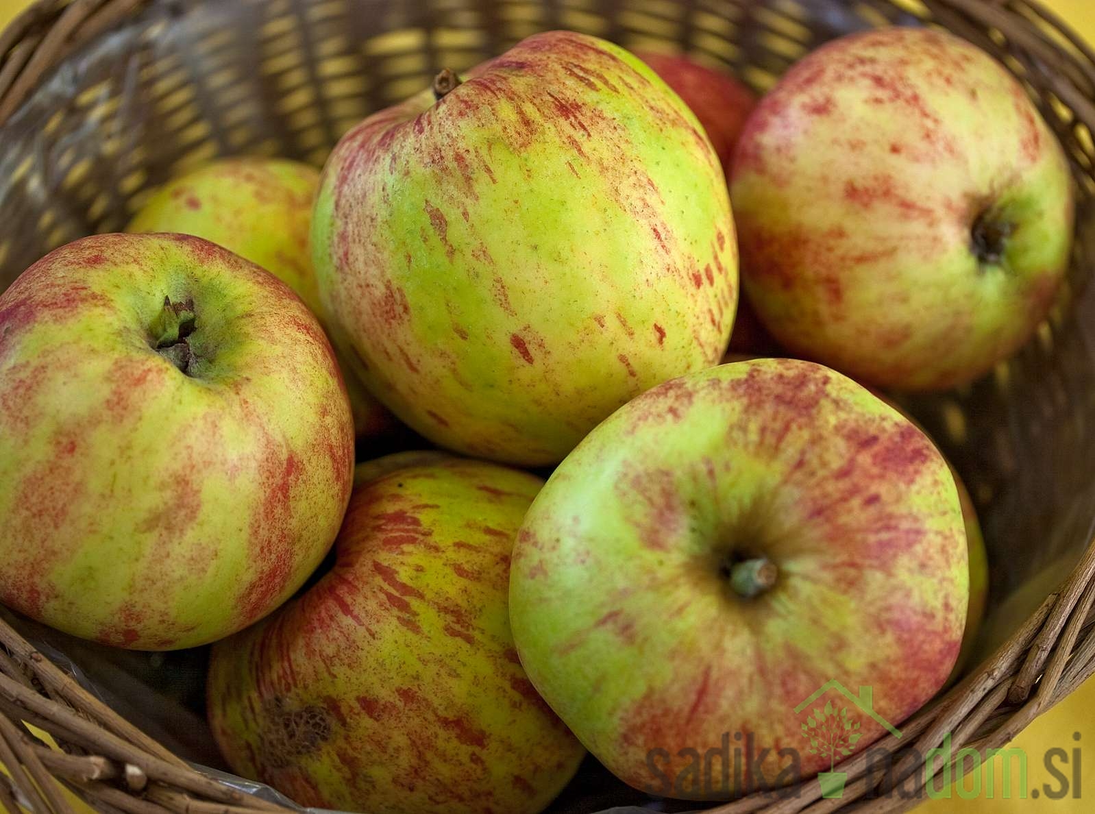 Jablana Grafenštainc | Sadika na dom