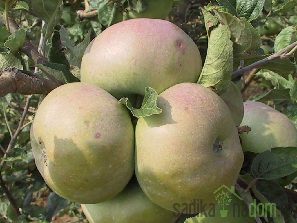 Jablana Ontario | Sadika na dom