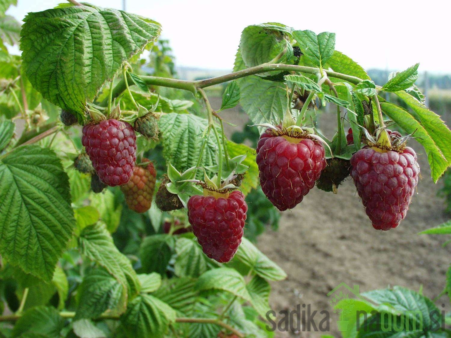 Sadni vrt - Zeleni svet