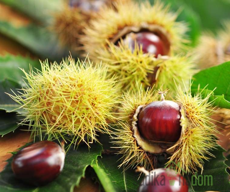 Kostanj / Maroni Marsol | Sadika na dom