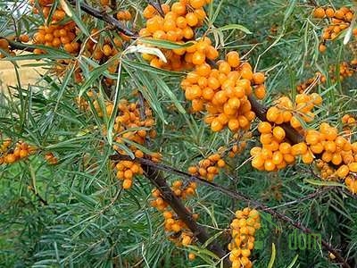 Rakitovec Leikora / Eva - ženska rastlina | Sadika na dom