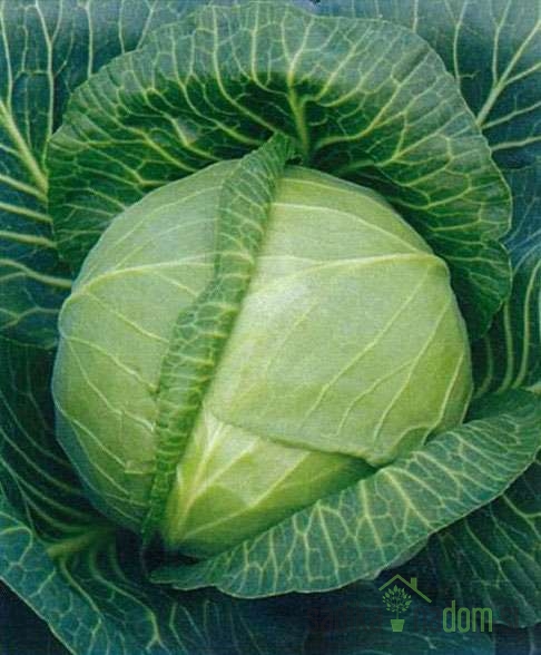 Setveni koledar 2023 po mesecih in podatki za setev, sajenje rastlin ...