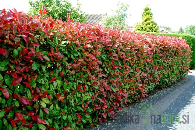 Fotinija "Photinia" Red Robin | Sadika na dom
