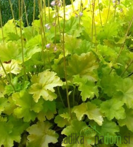 Hojhera Lime Americano (Heuchera world caffe) | Sadika na dom