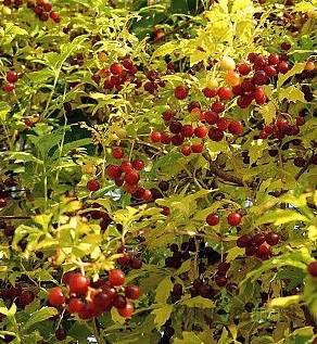 Ampelopsis Aconitifolia Seattle | Sadika na dom