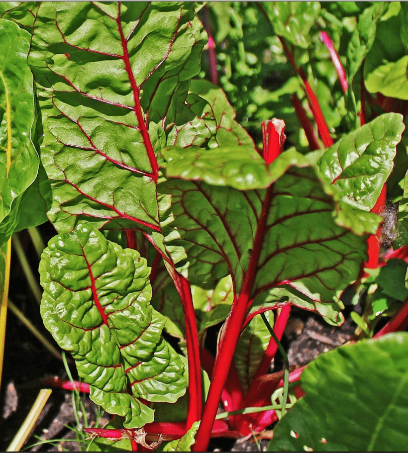 Seme Blitva Rdečelistna Rhubarb Chard | Sadika na dom