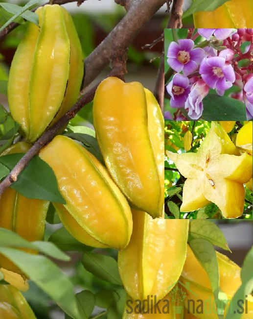 Karambola (Averrhoa Carambola) | Sadika na dom