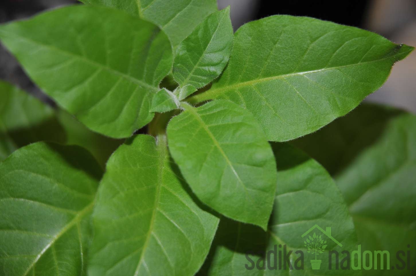 Lepa zelenica in varčevanje z vodo - Zeleni svet