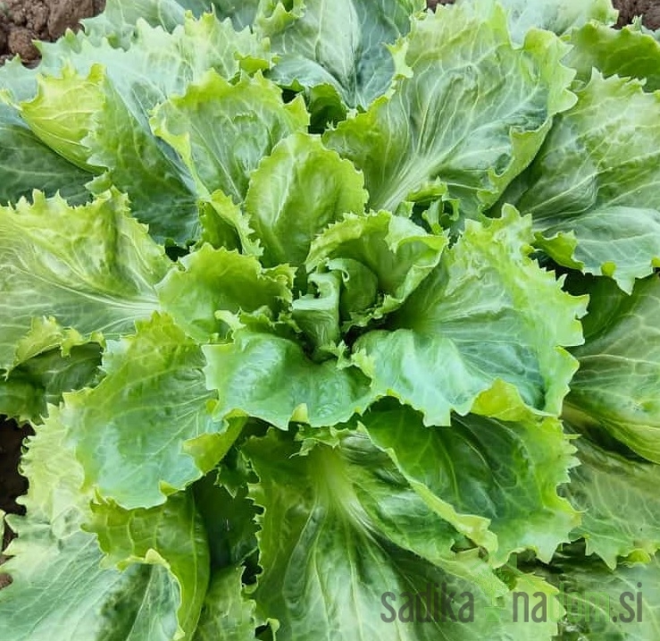 Seme endivija Ascolana - PROFI | Sadika na dom