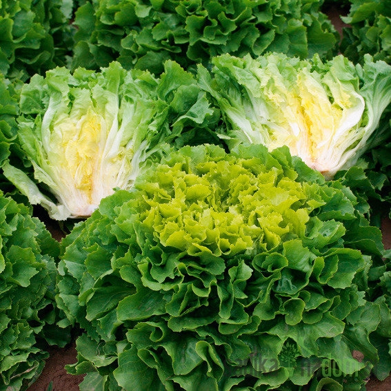 Seme Endivija Eminence 447 | Sadika na dom