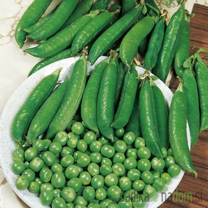 Seme Grah Kelvedon Wonder | Sadika na dom