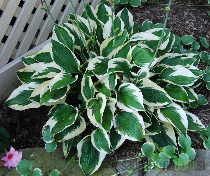 Balkonska cvetoča pravljica - Zeleni svet