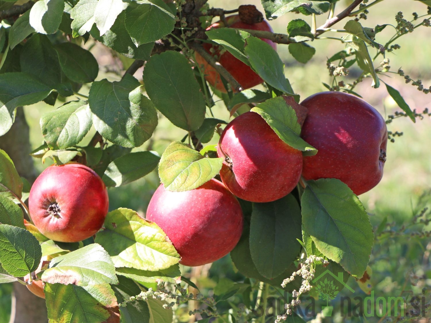 Jablana Cardinal / Kardinal | Sadika na dom
