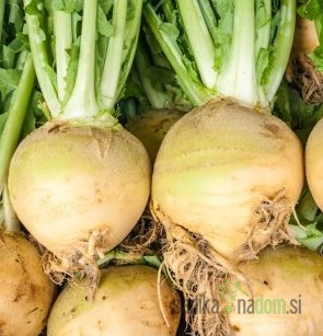 Kolerabica Globus | Sadika na dom