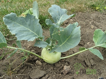 Seme Koleraba Globus rumena A171 | Sadika na dom