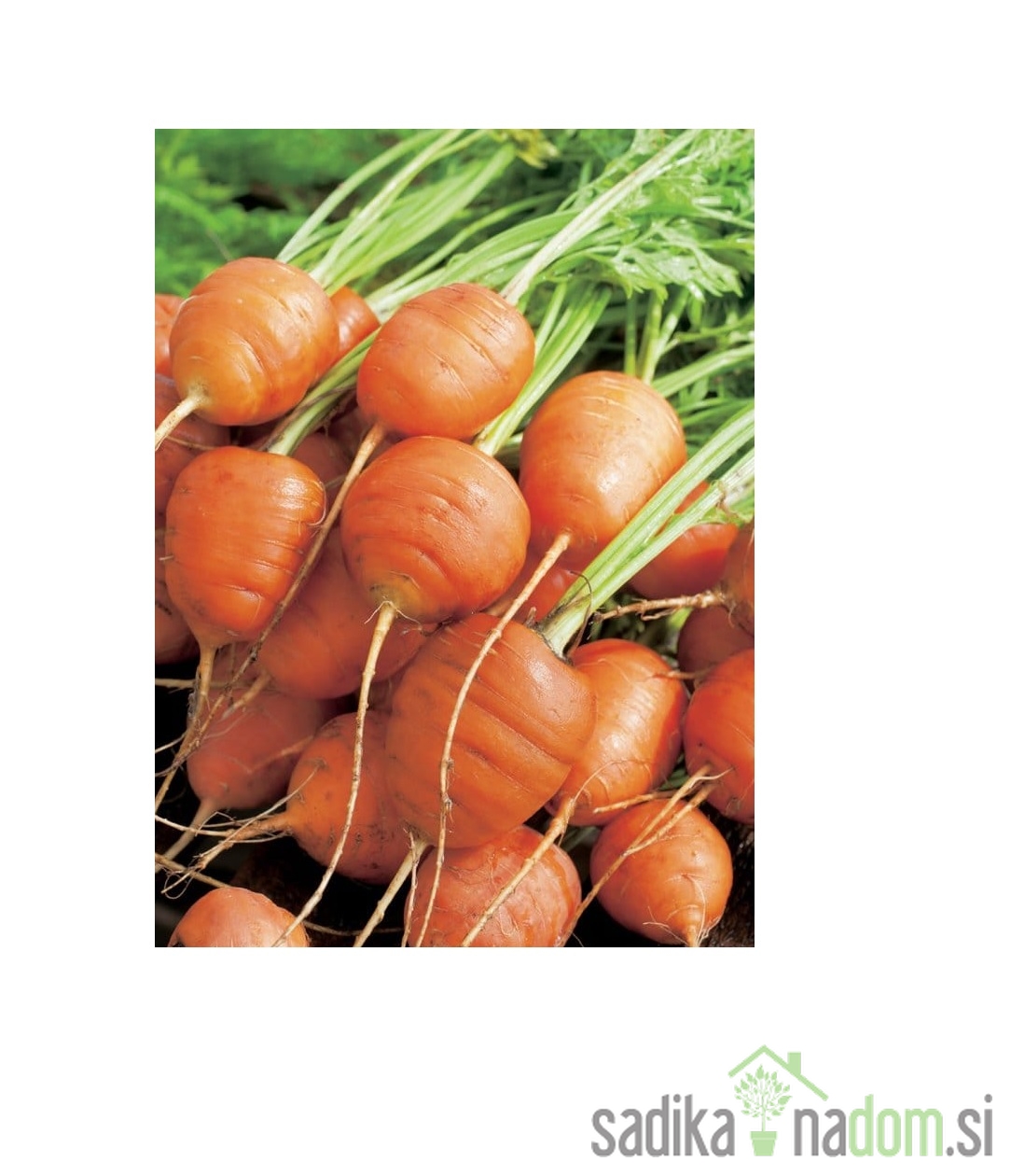 Seme korenček Mercado de Paris 3 (201) | Sadika na dom