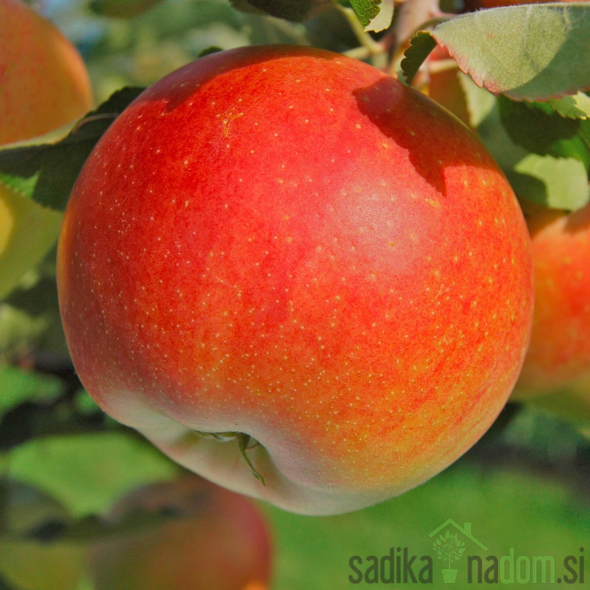 Jablana Galiwa | Sadika na dom