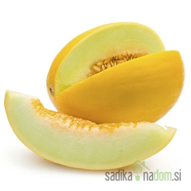 Seme Melona Medena rosa -Honey Dew A751 | Sadika na dom