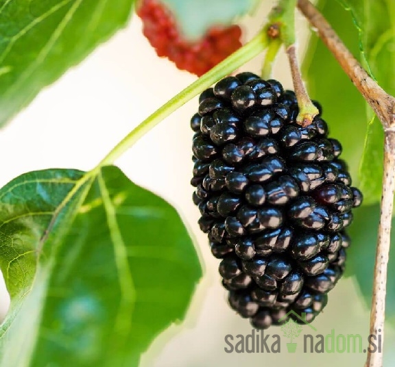 Pomladitvena rez rdečega ribeza - Zeleni svet