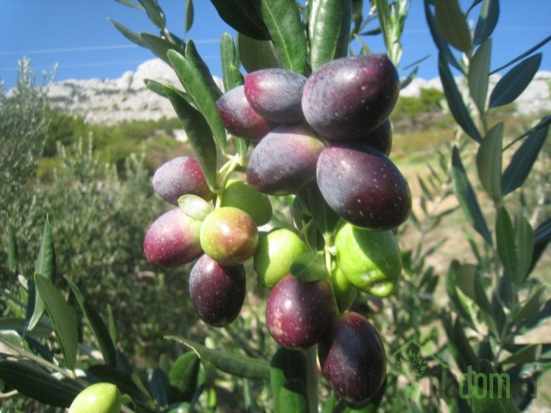 Kako sadimo, režemo, gnojimo in obiramo domače maline? - Zeleni svet