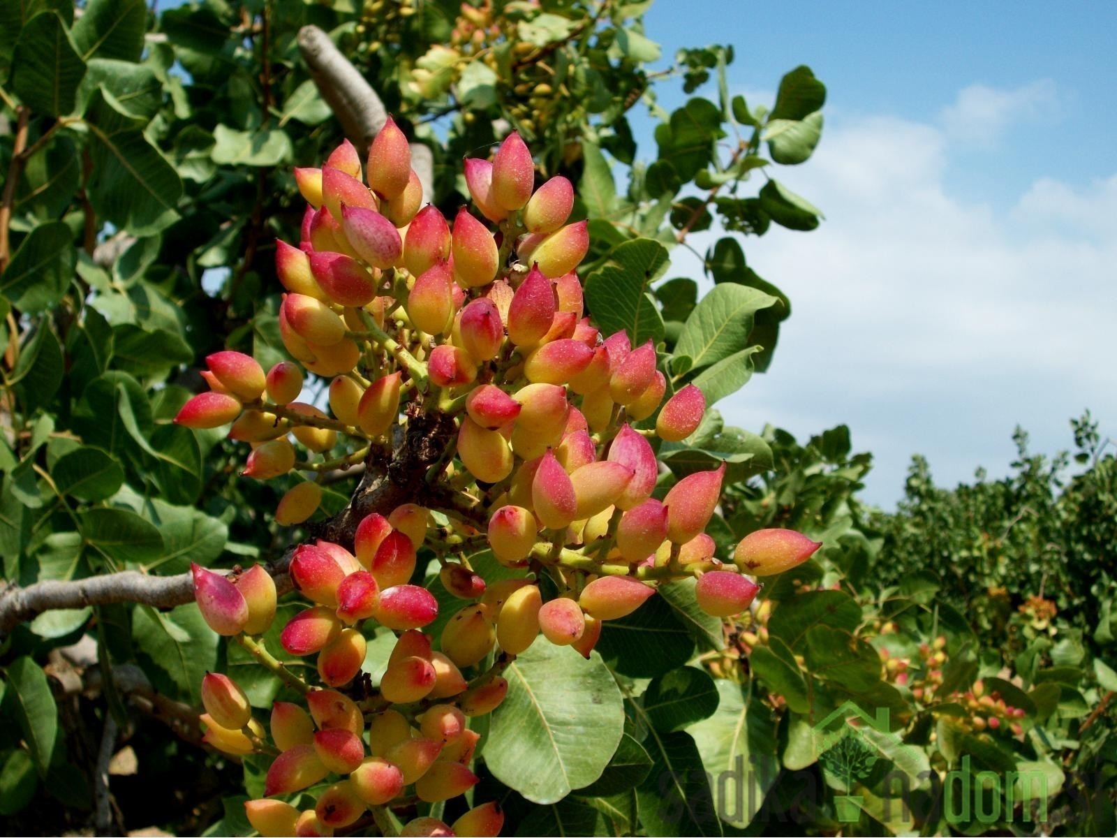 Pistacija Vera Ejinis KONTINENTALNA DO -20 (Ž. rastlina) | Sadika na dom