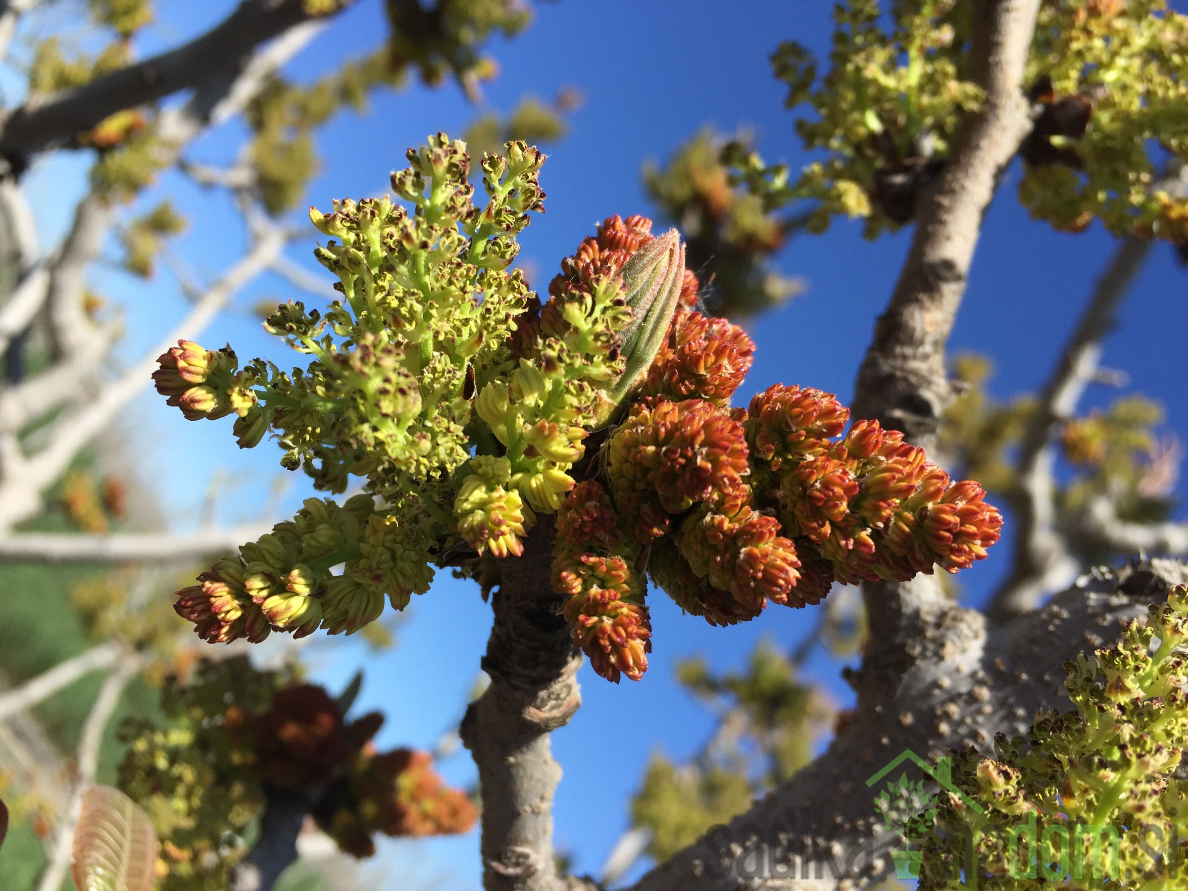 Pistacija Vera Greek KONTINENTALNA do -20 (M. rastlina) | Sadika na dom