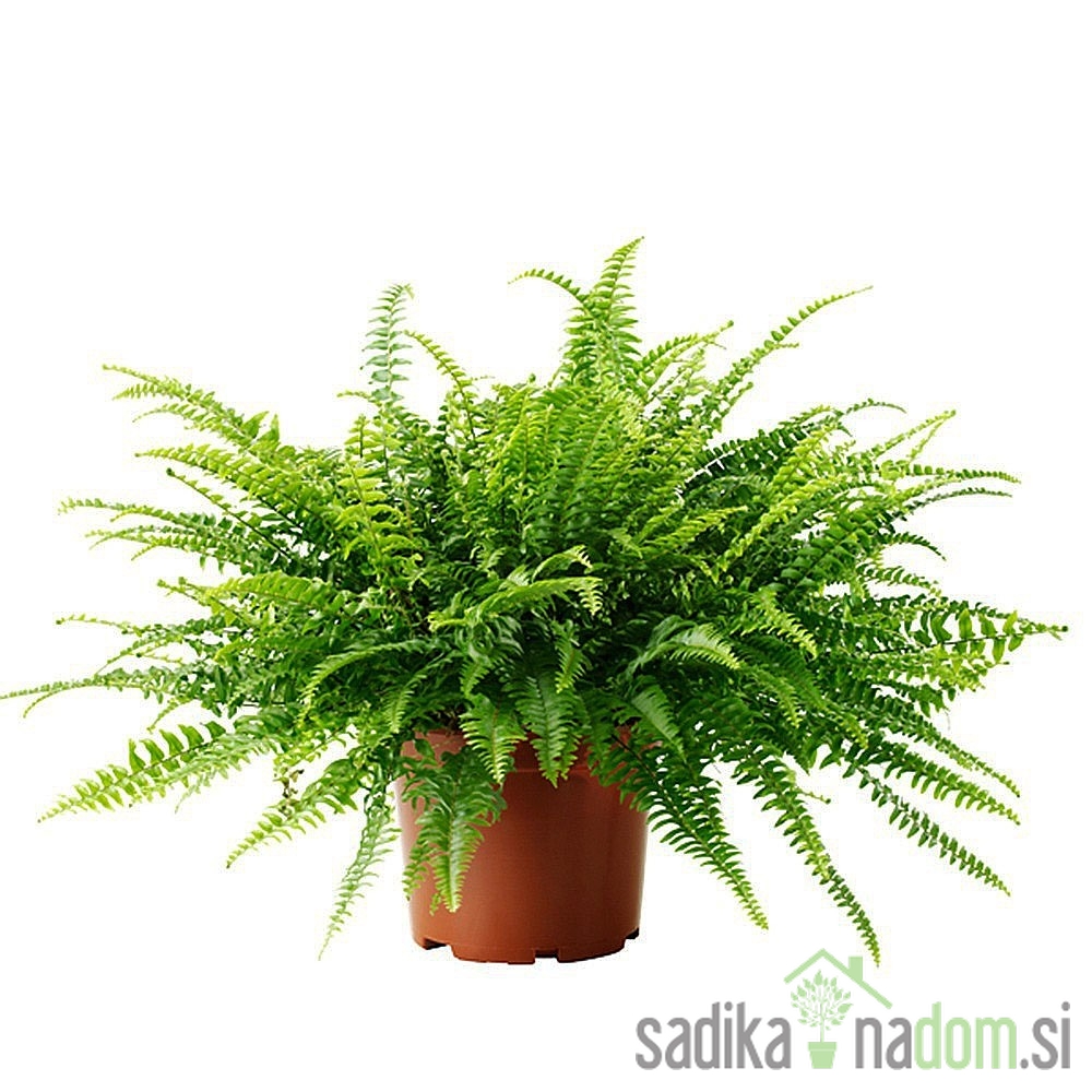 Sobna praprot (Nephrolepis exaltata) Green Lady | Sadika na dom