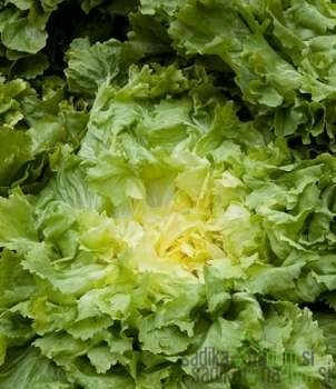 5 največjih napak vrtičkarjev v mesecu septembru - Zeleni svet