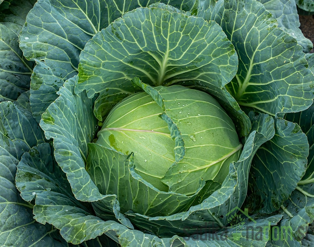 Seme zelje Goldslam F1 | Sadika na dom