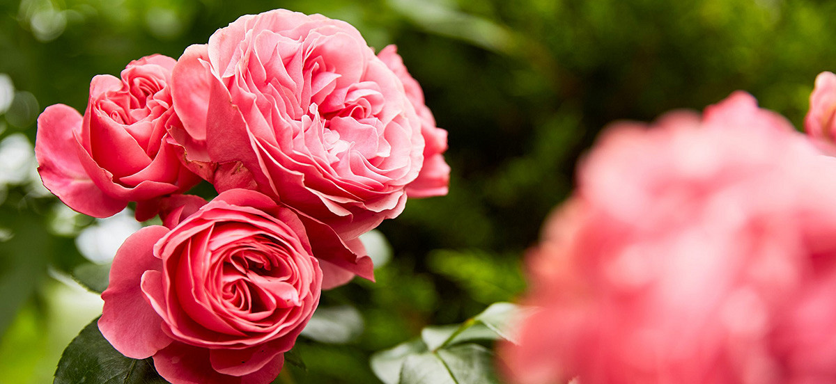 Sadne sadike | Sadika na dom