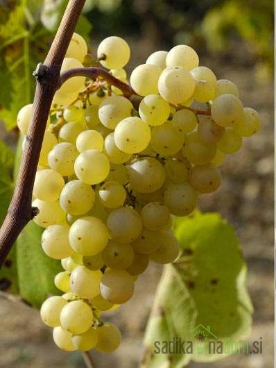 Trta Phonix - Feniks | Sadika na dom