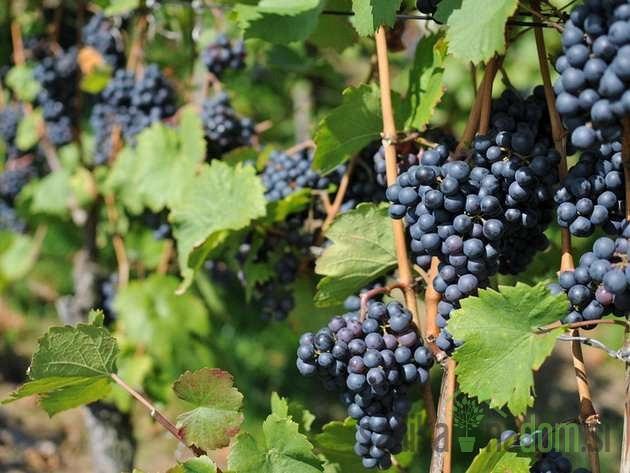 Trta Kraljevi ester | Sadika na dom