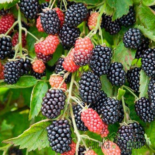 Robida Loch Ness | Sadika na dom