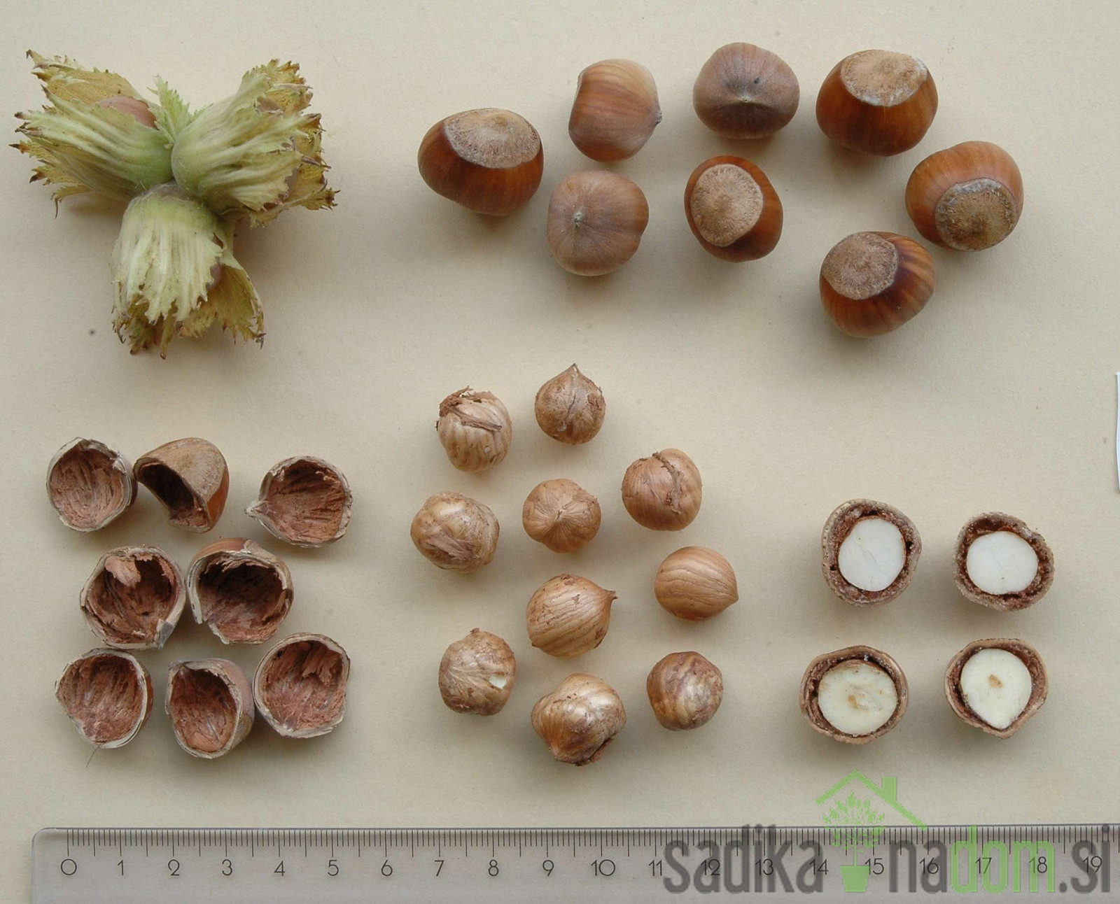 Leska Tonda Romana / Rimska | Sadika na dom