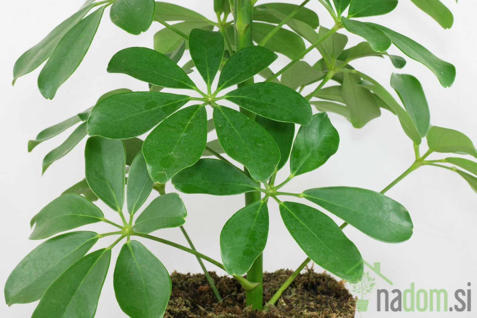 Drevesasta šeflera (Schefflera Arboricola) | Sadika na dom