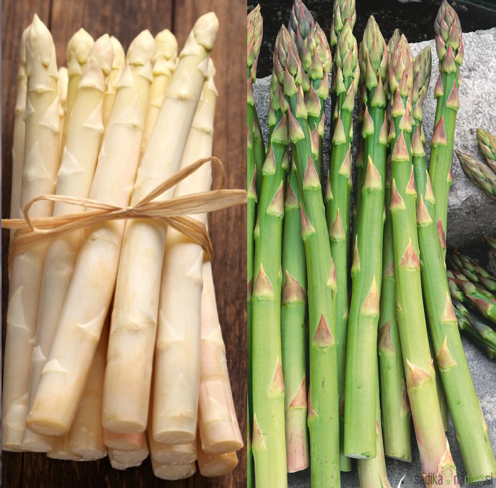 Špargelj Darzilla - že rodni | Sadika na dom