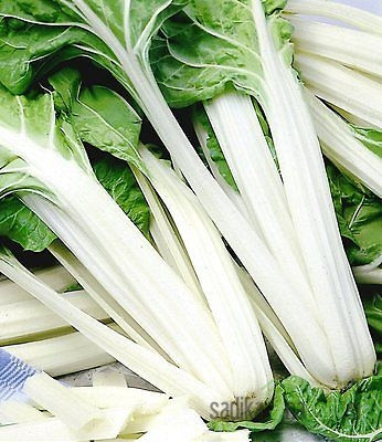 Seme Blitva/Mangold Srebrnolistna White silver 3 483 | Sadika na dom