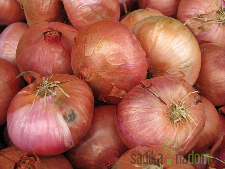 Semenski čebulček Ptujski rdeči | Sadika na dom