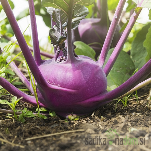 Seme Kolerabica Dunajska modra - Blaro A134 | Sadika na dom