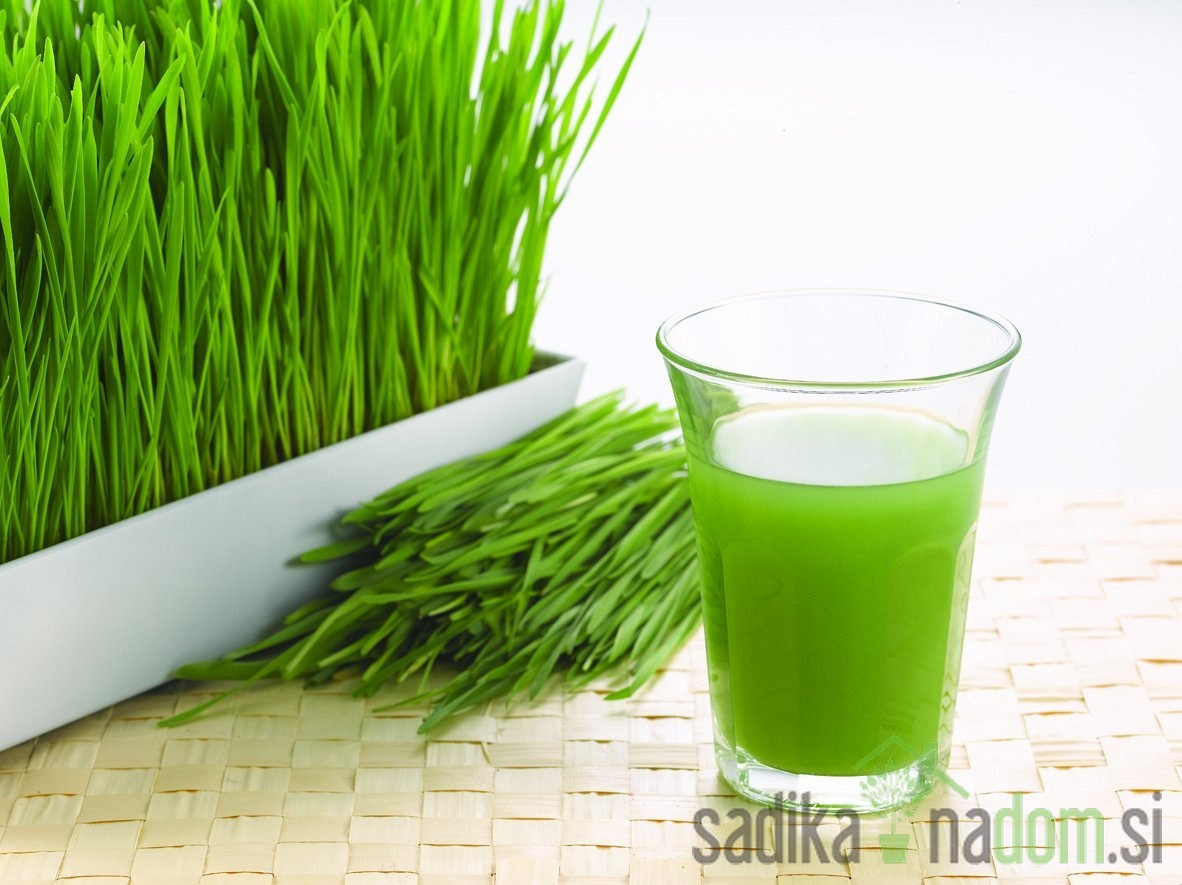 Seme Pšenica za sočenje | Sadika na dom