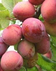 Sliva | Sadika na dom