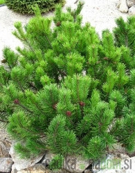 Iglavci | Sadika na dom