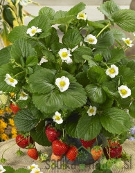 Jagode | Sadika na dom