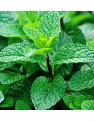 Dišavnice | Sadika na dom