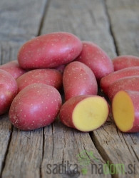 Semenski krompir | Sadika na dom