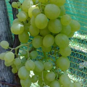 Namizne bele sorte | Sadika na dom