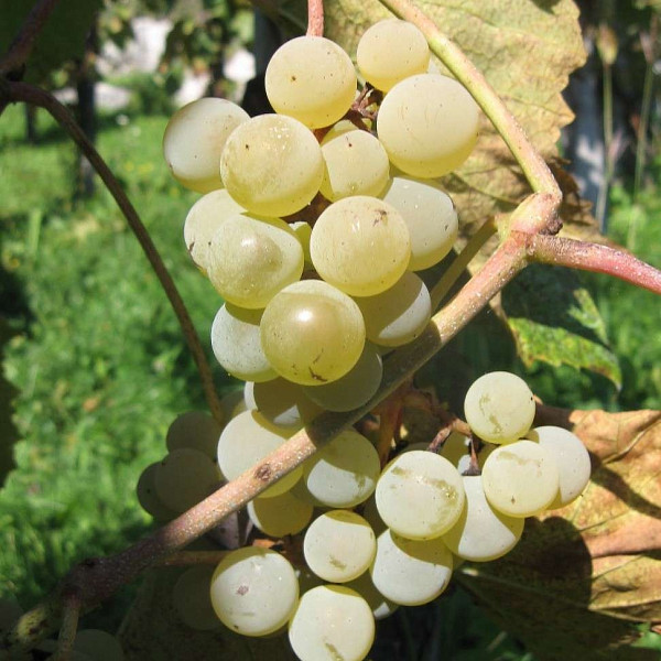 Trsne sadike | Sadika na dom