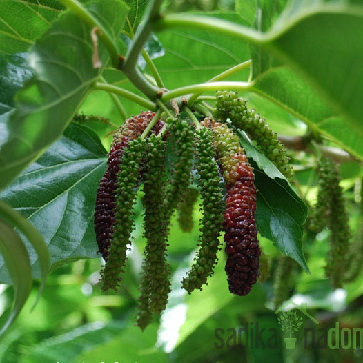 Murva | Sadika na dom