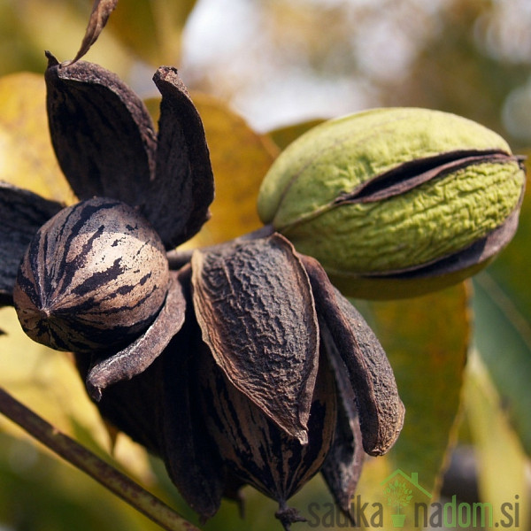 Lupinarji | Sadika na dom